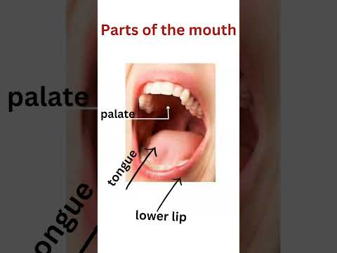Parts of the Mouth in English |English Learning| Parts of the Mouth #viral #shorts