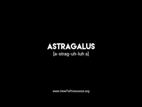 How to Pronounce "astragalus"