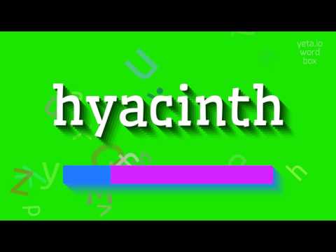 How to say "hyacinth"! (High Quality Voices)