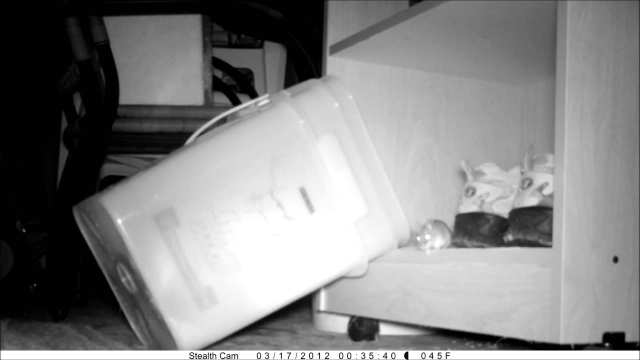 Peromyscus leucopus