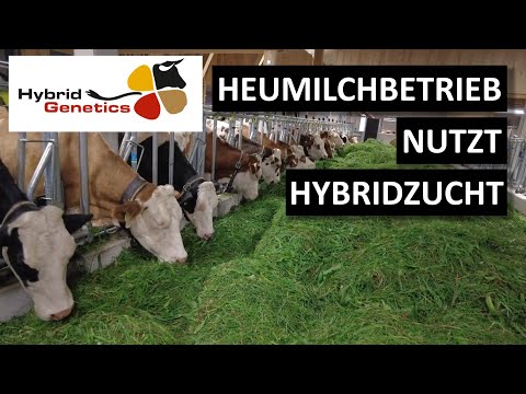 Dominik Wurzrainer besamt seine Fleckviehkühe mit Montbéliarde und Rotvieh #landwirtschaft