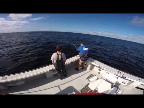 Grander Bluefin Tuna Stand Up - Bruce Brothers Charters, PEI - August, 2014