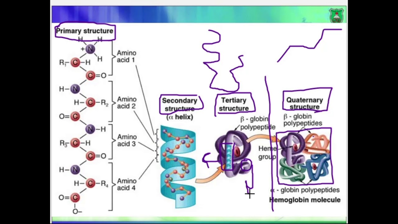 Protein structure - part 1 - Campbell chapter 3 and 4