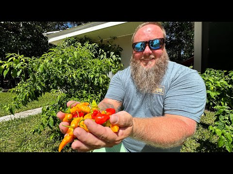 Famous Datil Pepper Sauce and Crab Cakes in St Augustine Florida | Catch, Clean Cook