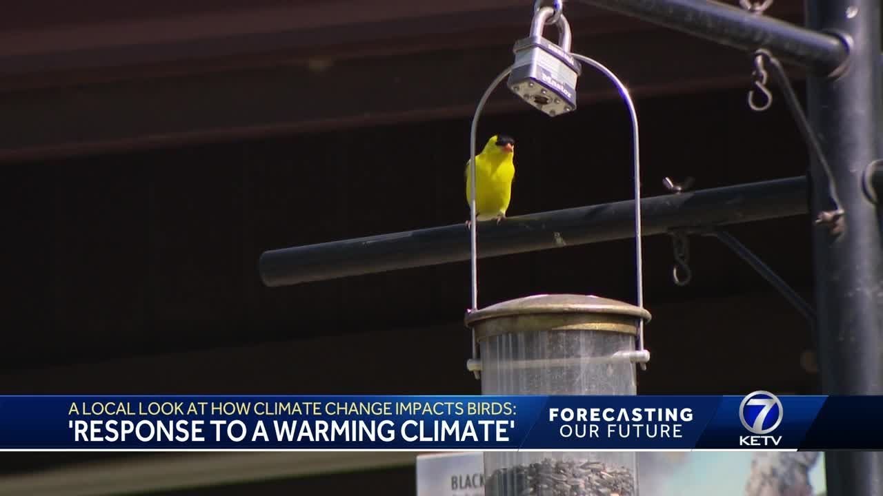 Forecasting our Future - Impact on birds