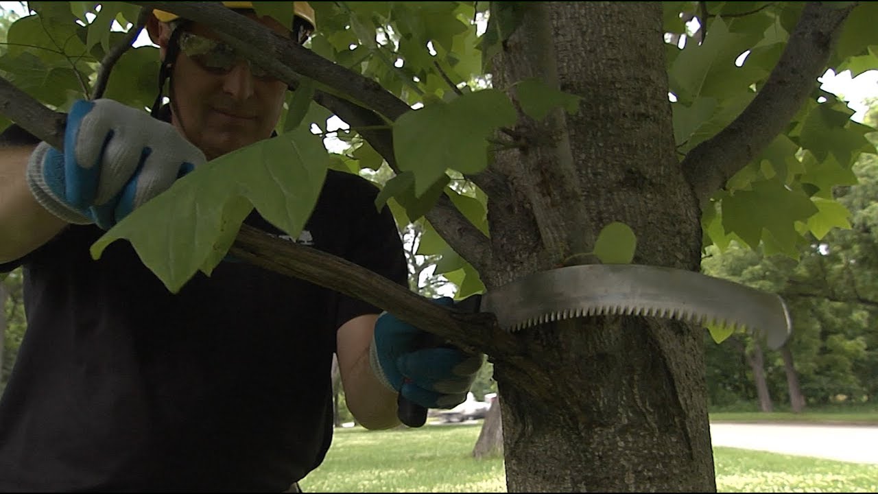 Tree Maintenance Tips | HouseSmarts – Episode 214
