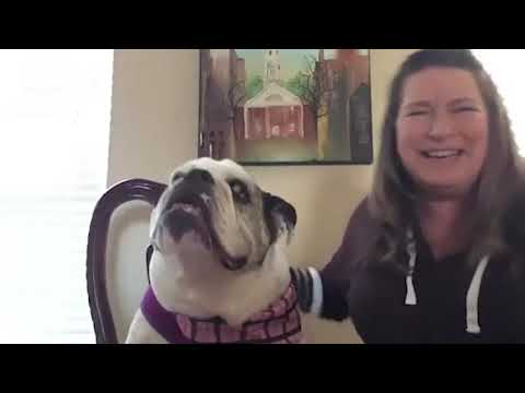 dog epilepsy honest paws review cbd oil for dogs