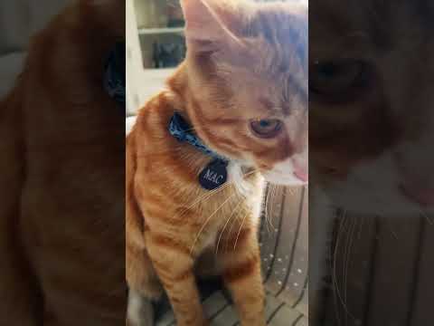 Cats in the Cradle - Harry Chapin