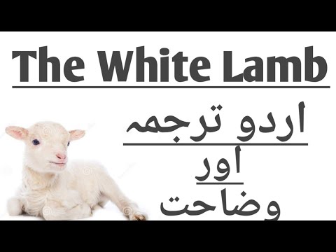 The White Lamb (Urdu Explanation +Translation) Grade XI
