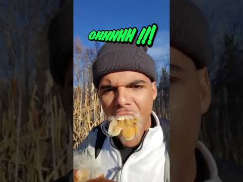 Guy takes a huge bite out of a cattail plant!..😱