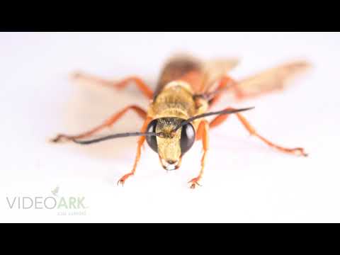 A great golden digger wasp (Sphex ichneumoneus) near Lincoln, Nebraska.