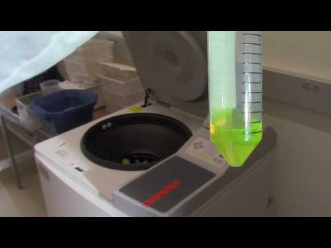Introductory Biochemistry Lab-Cell Lysis