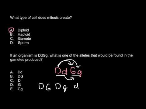 What type of cell does mitosis create?