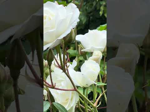 White roses galore