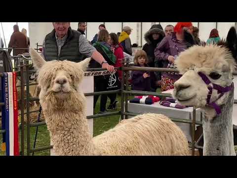 Three Counties Show Malvern. 2022.