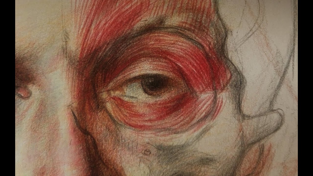 3D AND 2D ANATOMY BOOK