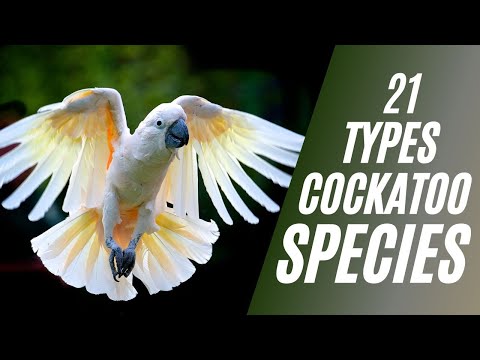 21 Types of Cockatoo Species & Colors | Uniquepetswiki