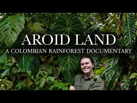 Aroid Land: A Colombian Rainforest Documentary | 4K