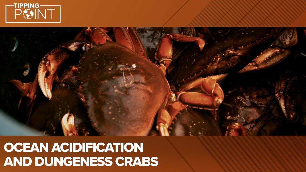Ocean acidification and Dungeness crab