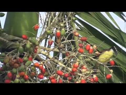 Hire Asheba - Children’s Music in Oakland, CA | GigSalad