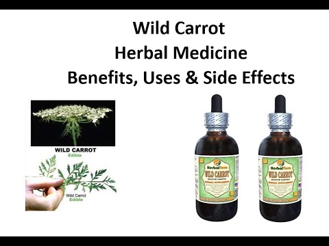 Wild Carrot Herbal Medicine Benefits, Uses & Side Effects