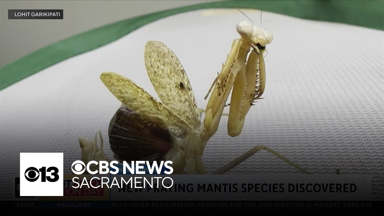 UC Davis alum discovers new species of praying mantis