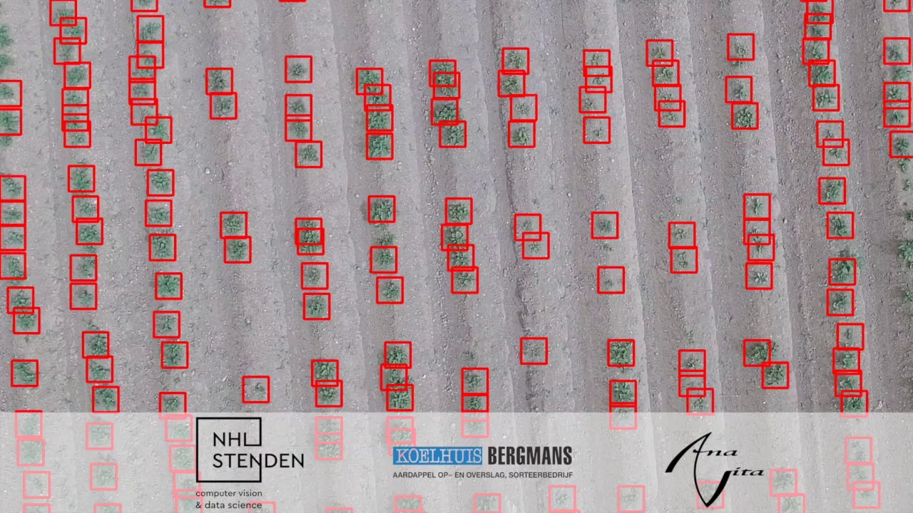 Potato plant detection using deep learning
