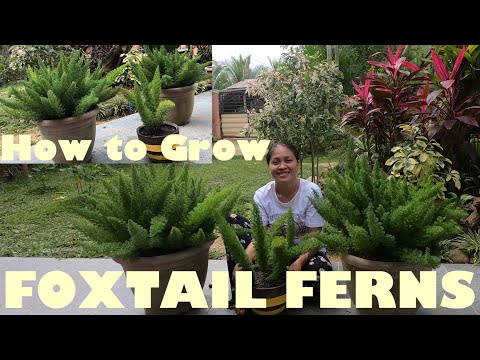 Foxtail Ferns Easy Care Guide / How to Grow Foxtail Ferns / Tropical Gardening at Home