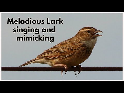 Singing Lark – Easy Peasy All-in-One Homeschool