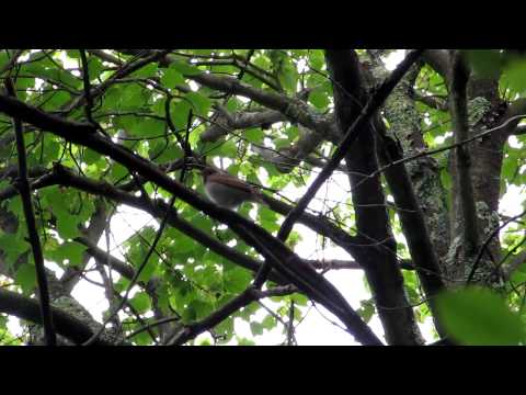 Veery Song 2