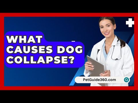 What Causes Dog Collapse? - PetGuide360.com