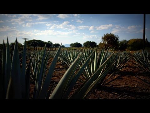 Para Que Sirve El Maguey Como Planta Medicinal | Cuidando Tu Salud y Vida