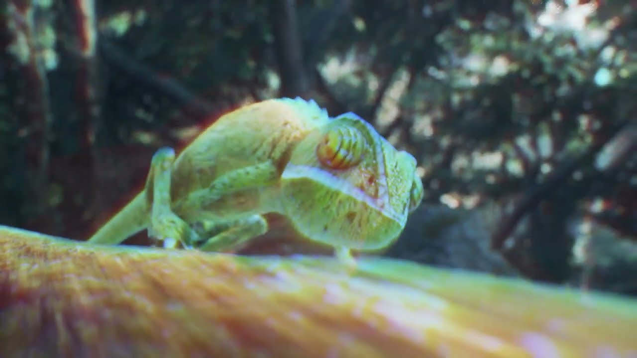 Trippy Psychedelic Jungle 🌲 Forest Trippy Visuals