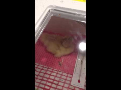 Help Please! Duck is bleeding while hatching | Page 7 | BackYard ...