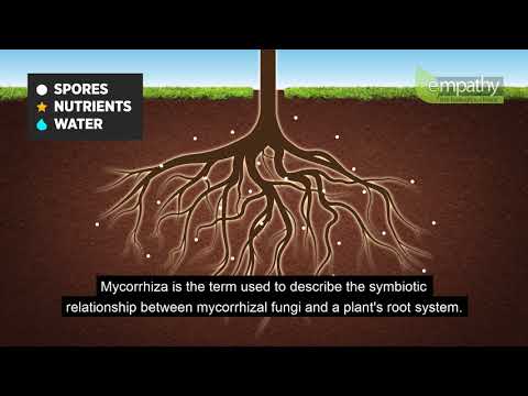Mycorrhizal Fungi Animation