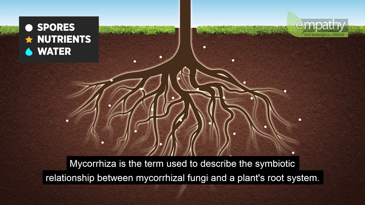 Mycorrhizal Fungi Animation