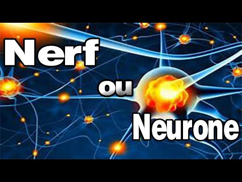 La différence cruciale entre nerf et neurone : Ce que vous devez savoir