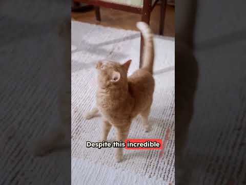 Cats Night Vision and Colorblindness Explained