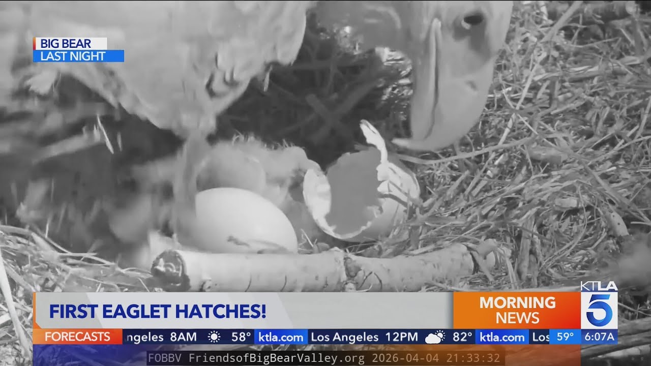 Jackie and Shadow's first egg of the 2026 season hatches!