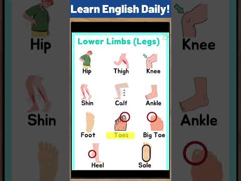 Lower Limbs Vocabulary! #englishwords #englishvocabularylearner #englishvocabulary