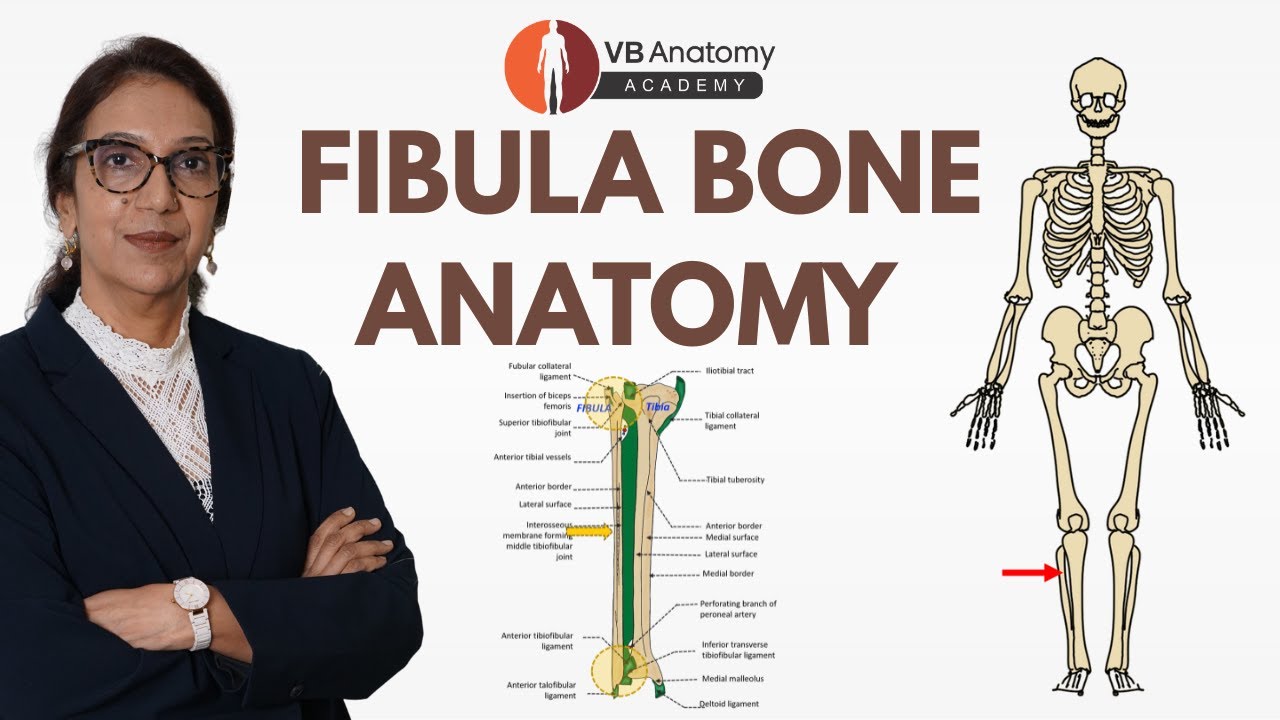 Fibula – Anatomy, Attachments, Side Determination & Clinical Notes