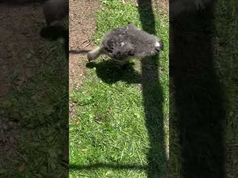 Now We Understand the Expression “Silly Goose”