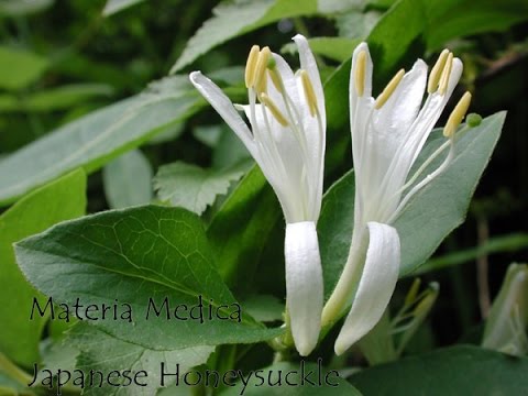 Materia Medica Japanese Honeysuckle Antimicrobial 24