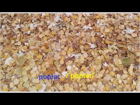 How to say poplar - pronunciation in English