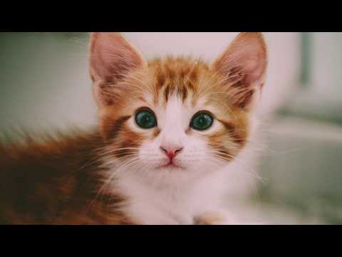 The Most Cute Cats and Kittens pictures and videos compilation 2020