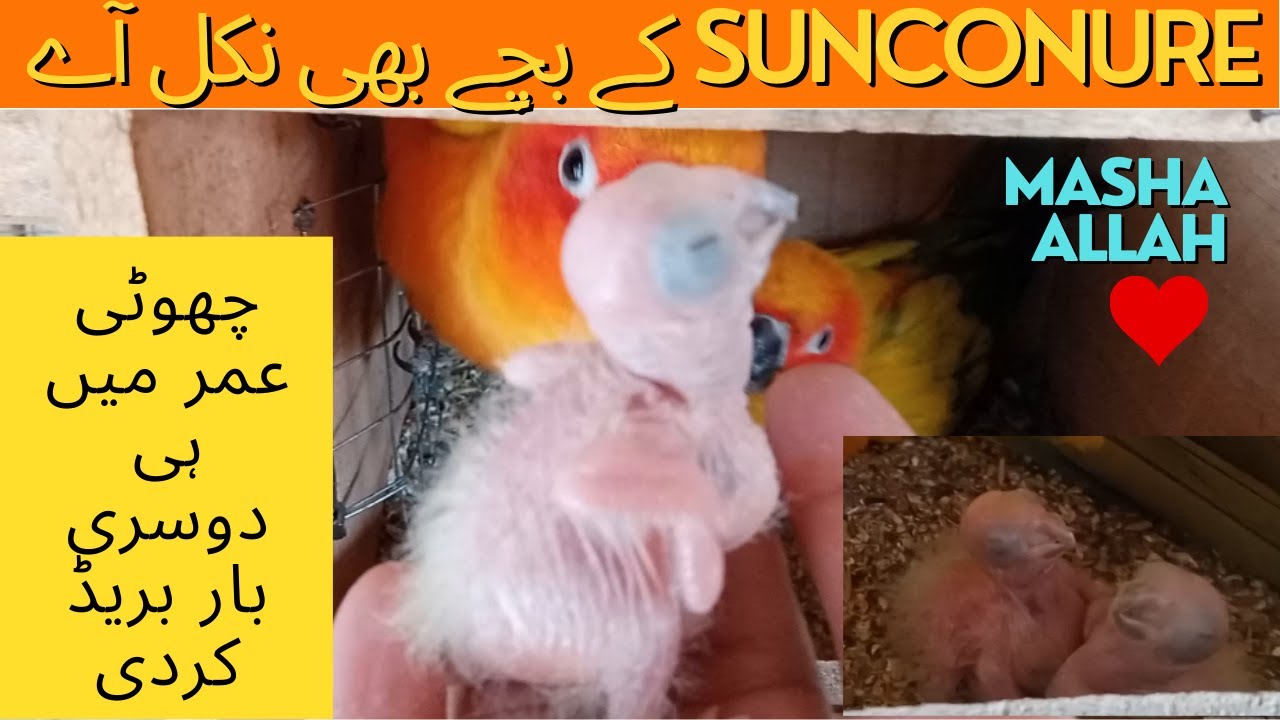 Sunconure | Sun conure Breeding | Breeding Season of Conure family