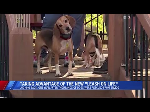 Envigo beagles adapting to their new life, a year after rescue