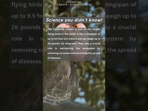 California Condor simplified