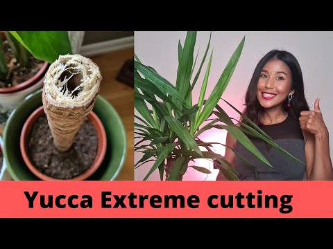 Yucca propagation extreme way | Faster growing yucca propagations by cutting the main thick stem