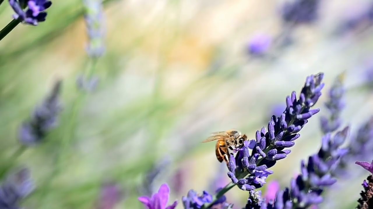 Surah Quraish Sheikh Saad Al Ghamdi